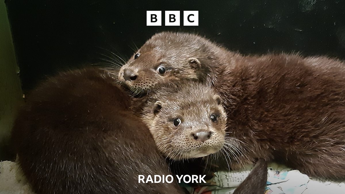 BBC Radio York - BBC Radio York, Orphaned otters to be released into ...