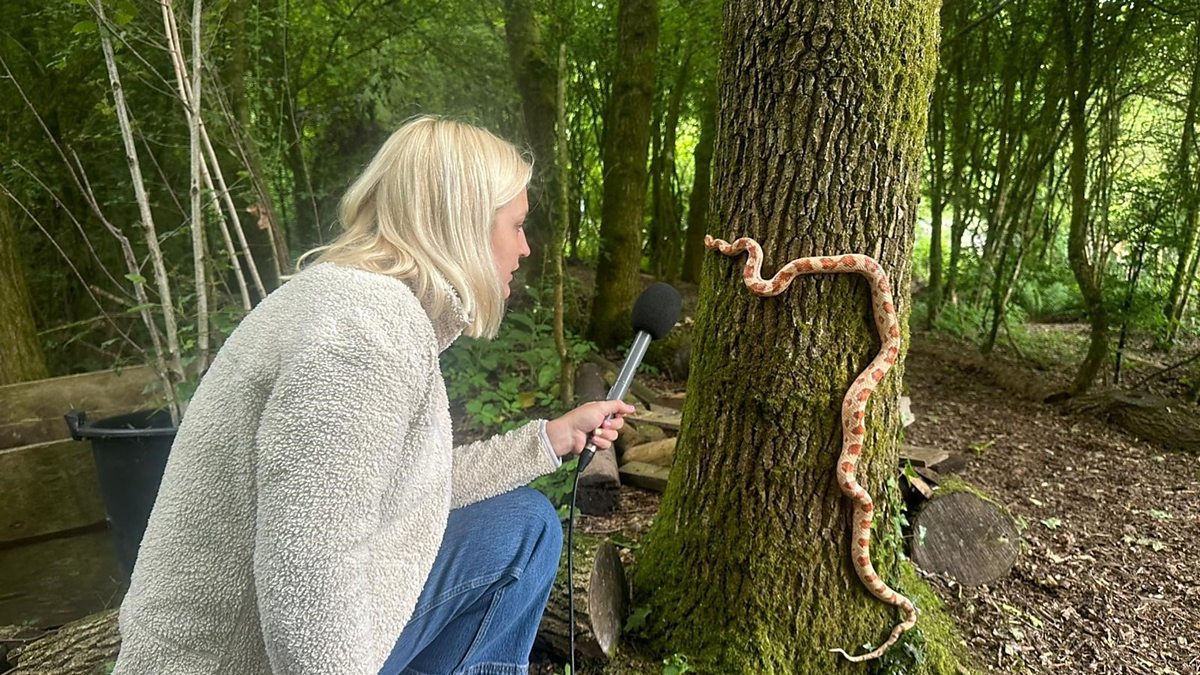 BBC World Service - CrowdScience, How does a snake climb a tree?