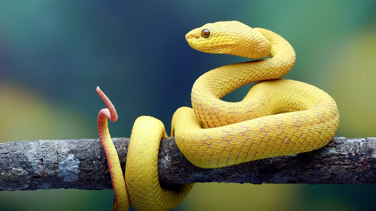 BBC World Service - CrowdScience, How does a snake climb a tree?, How ...