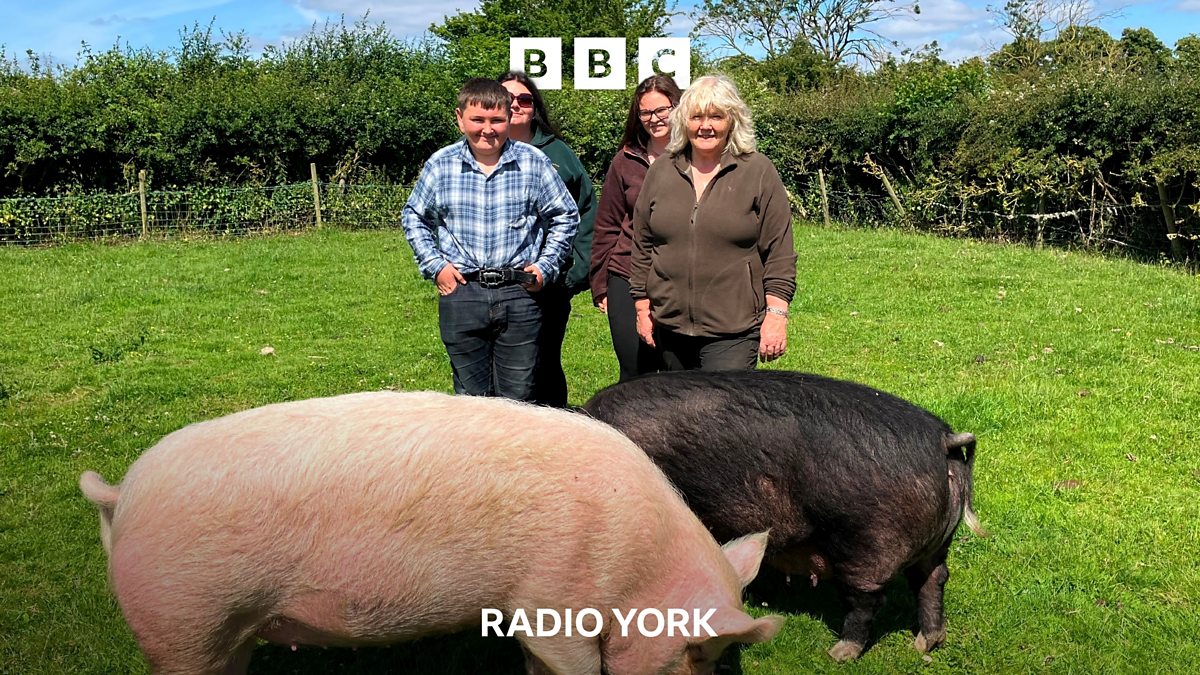 BBC Radio York - BBC Radio York, Acaster Selby family have shown pigs ...