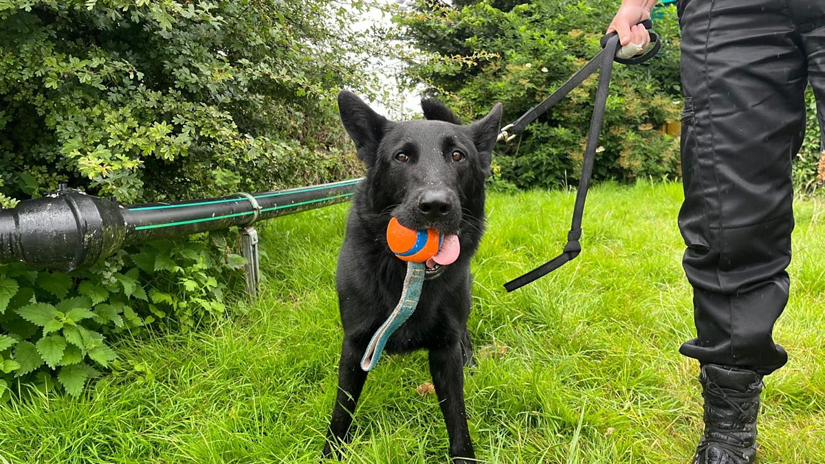 BBC Radio Wiltshire - Ben Prater, Care of Wiltshire's police dogs now ...