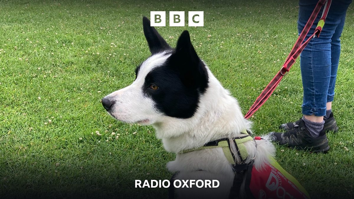 BBC Radio Oxford - BBC Radio Oxford, Meet the dogs transforming lives