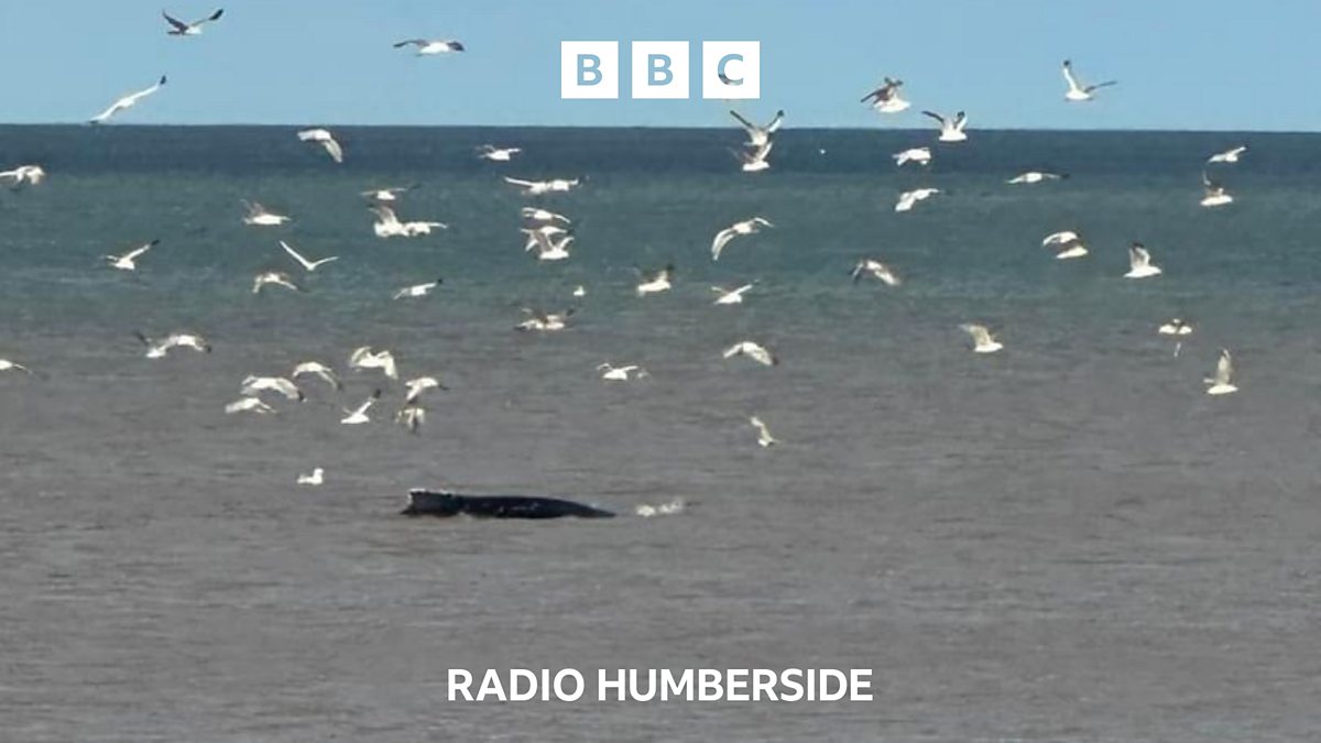 BBC Radio Humberside - BBC Radio Humberside, Whales spotted off the ...
