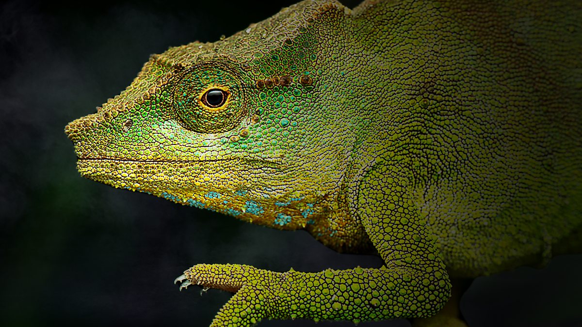 BBC News - Mabu: Saving the Secret Forest