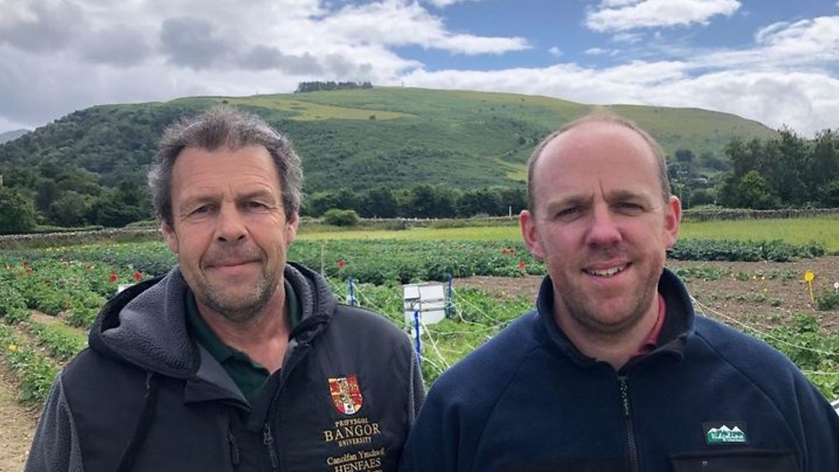 BBC Radio Cymru - Aled Hughes, Plastig mewn pridd a chael trefn ar y tatws