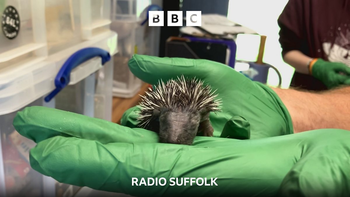 BBC Radio Suffolk - BBC Radio Suffolk, 'Hedgehog's are fascinating and ...