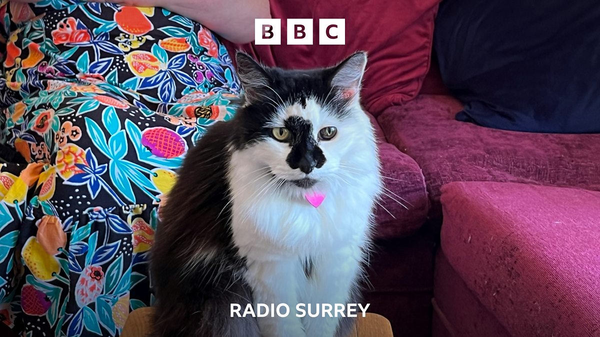 BBC Radio Surrey - BBC Radio Surrey, My cats are up for an award!
