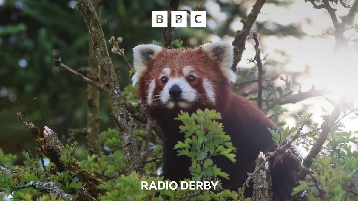 BBC Radio Derby - BBC Radio Derby, Endangered red panda gets new home