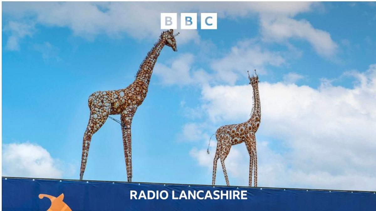 BBC Radio Lancashire - BBC Radio Lancashire, Have you seen the M6 giraffe