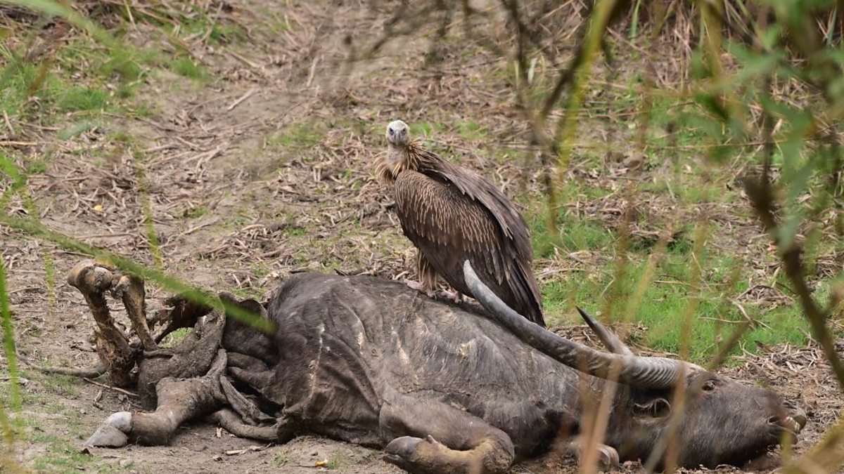 BBC World Service - Science In Action, The human cost of the decline of nature’s carcass cleaners
