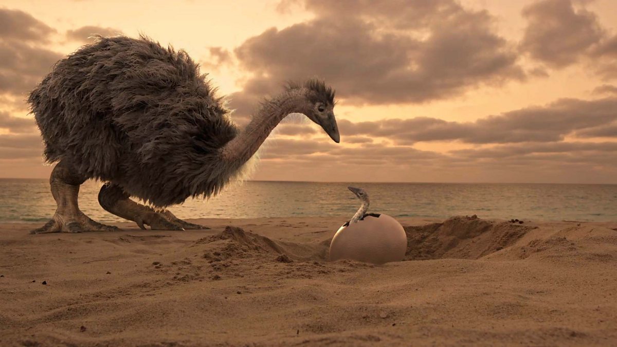 BBC ALBA - Mystery of the Giant Birds/Dìomhaireachd nan Eun Mhora