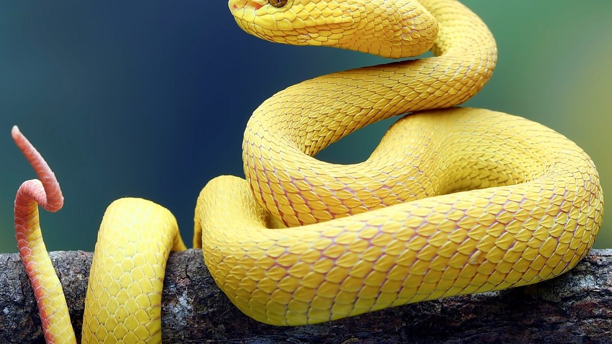 BBC World Service - CrowdScience, How does a snake climb a tree?, How ...