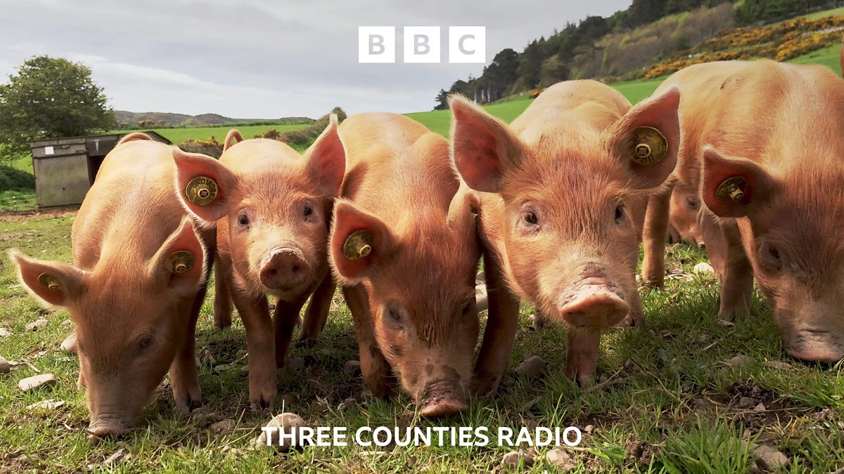 BBC Three Counties Radio - BBC Three Counties Radio, Did murderers ...