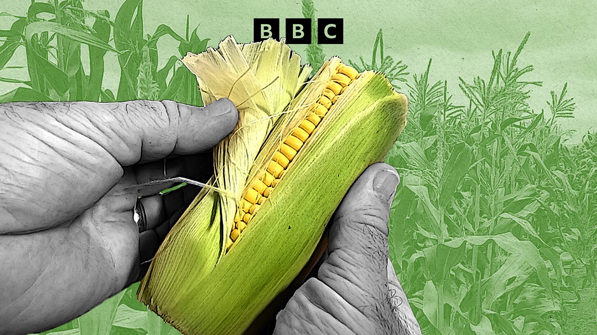 BBC World Service - The Food Chain, What is 'super sweet' corn?