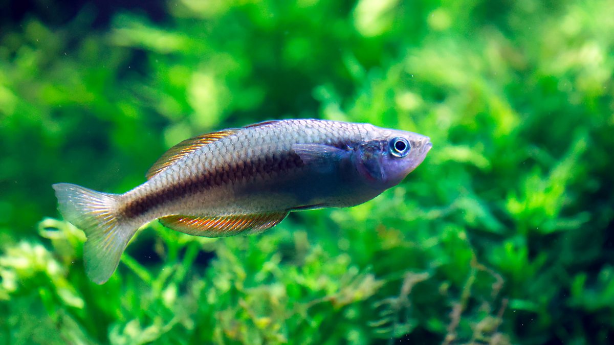 BBC Radio 4 - Naturebang - Are fish memories really as bad as we think ...