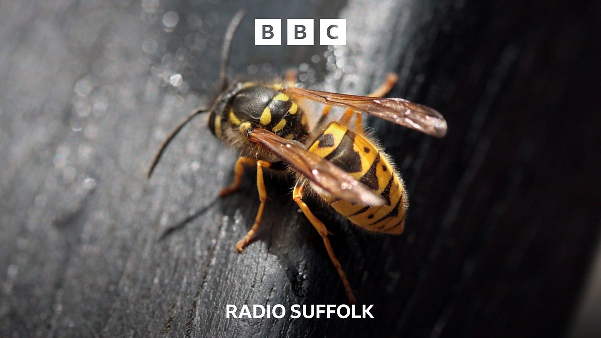 BBC Radio Suffolk - BBC Radio Suffolk, Where have all the wasps gone?