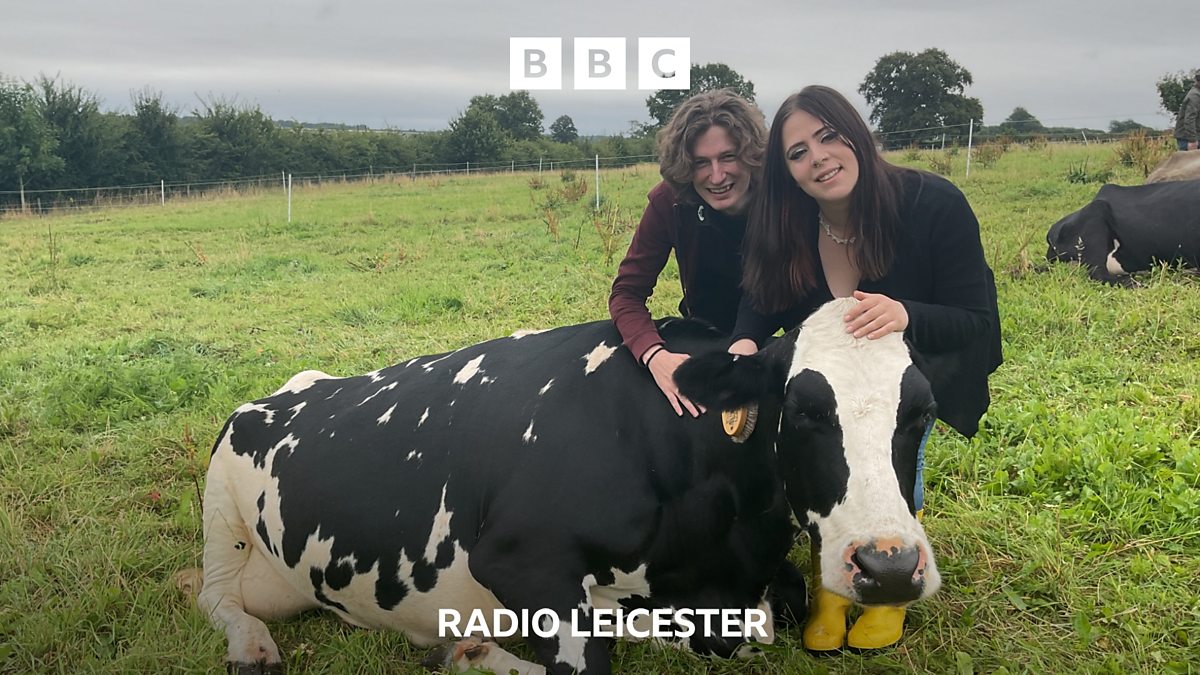 BBC Local Radio - Farmwatch, 'Cow cuddling' in Oakham