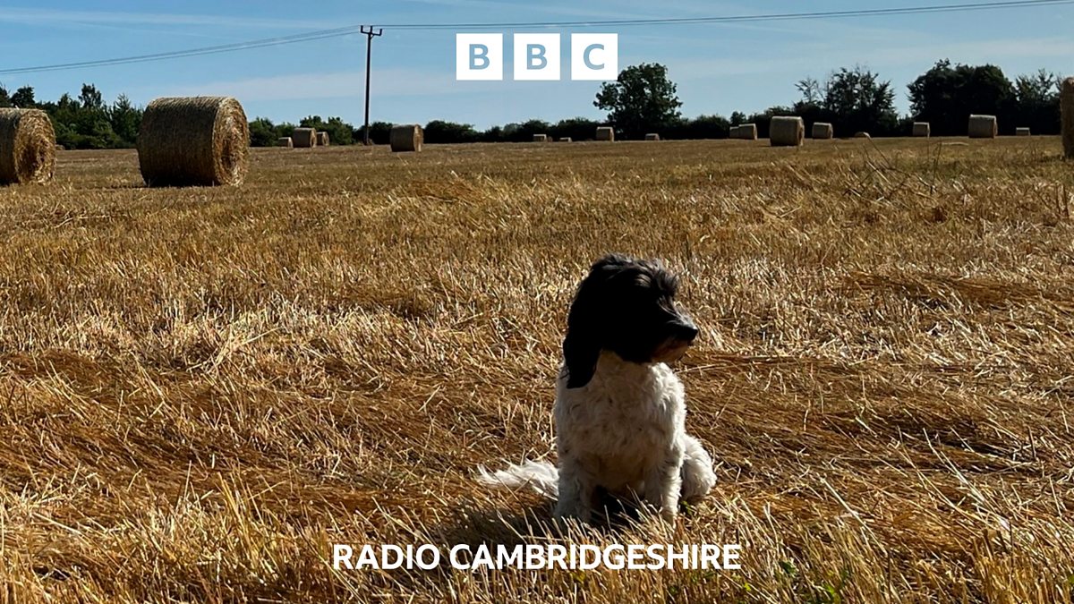 BBC Local Radio - Farmwatch, Barton harvest ‘could be the worst ever’