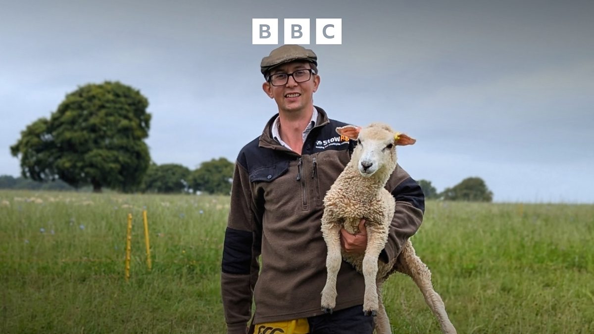 BBC Local Radio - Farmwatch, Herd sheep with me - farmer Karl in ...