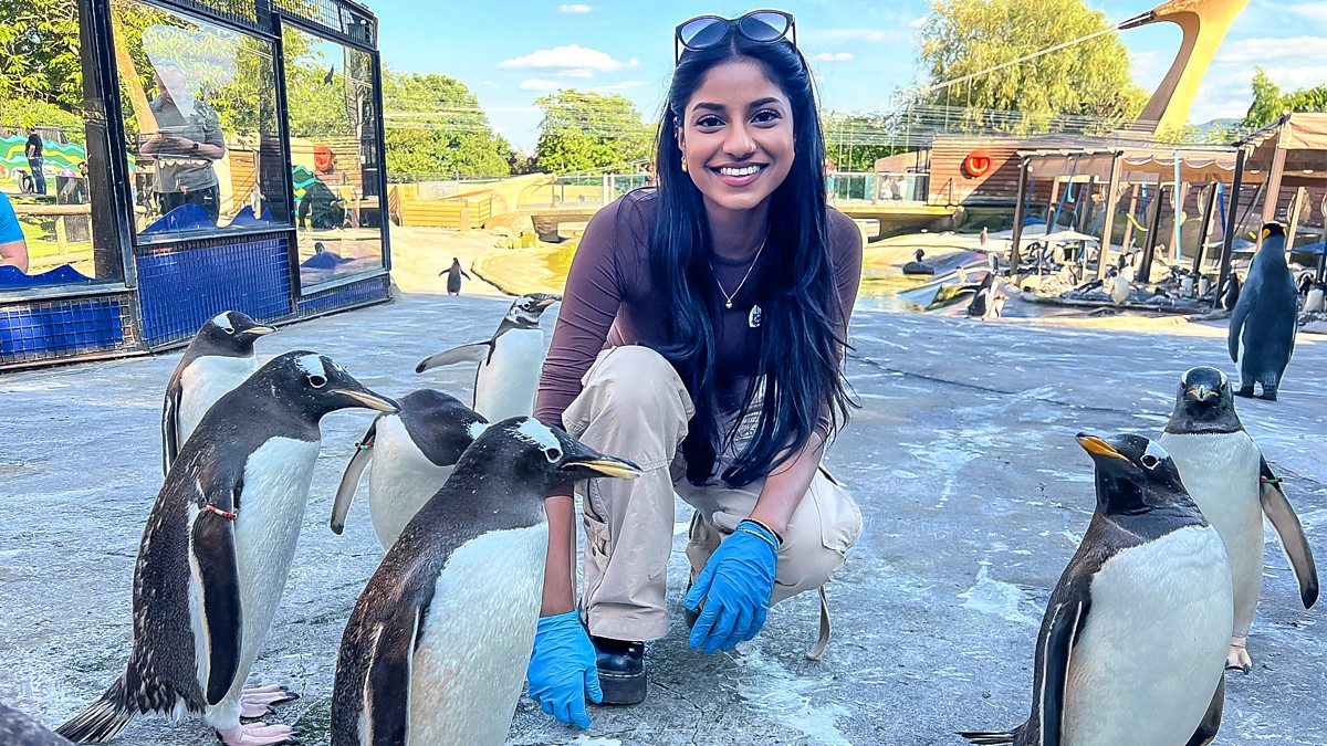 Blue Peter - Blue Peter at the Zoo - Signed - BBC iPlayer