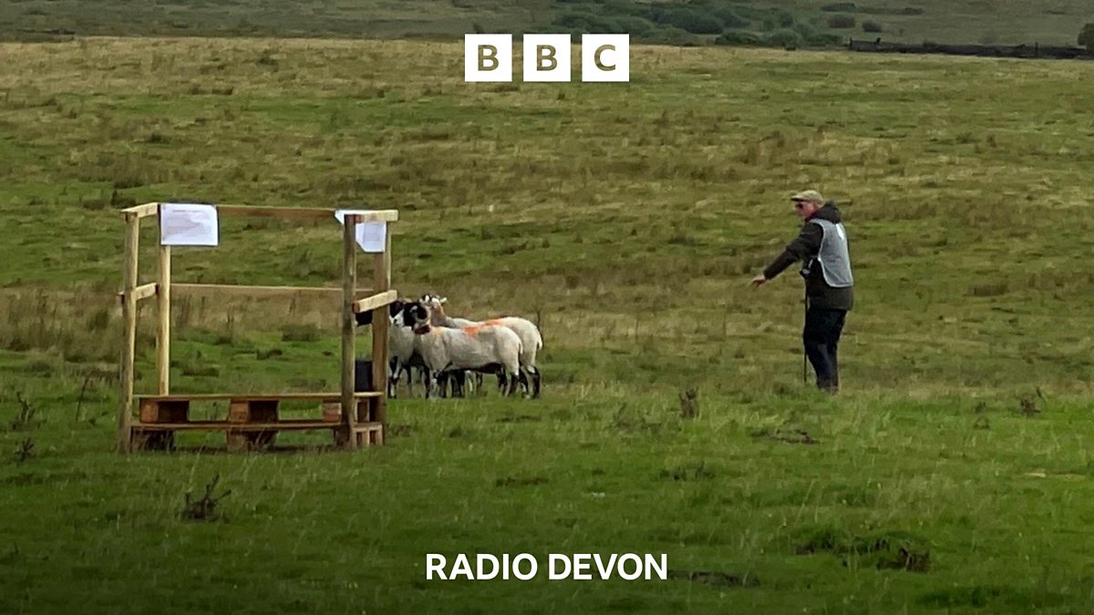 BBC Radio Devon - BBC Radio Devon, "Elite" sheepdogs show their skills on Dartmoor.