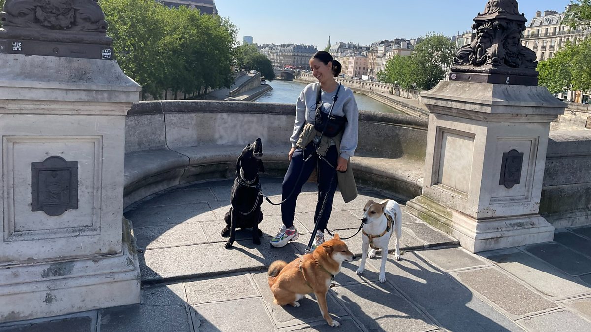 BBC World Service - Business Daily, Pets: The business of dog-walking