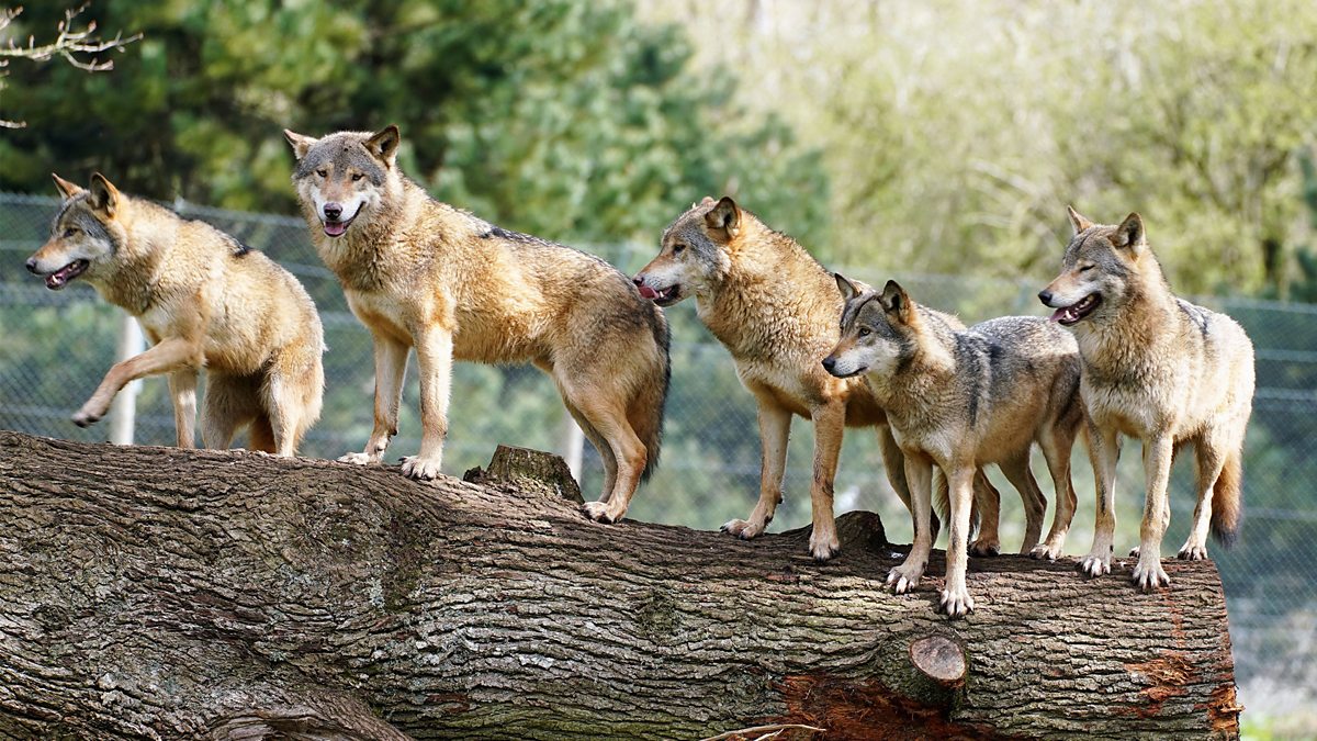 Animal Park - Summer 2024: Episode 10 - BBC iPlayer