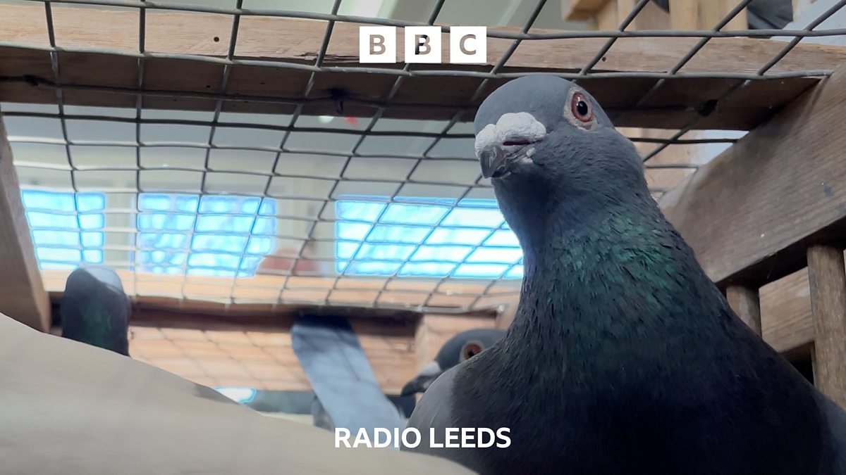 BBC Radio Leeds - BBC Radio Leeds, Todmorden: The new face of pigeon racing