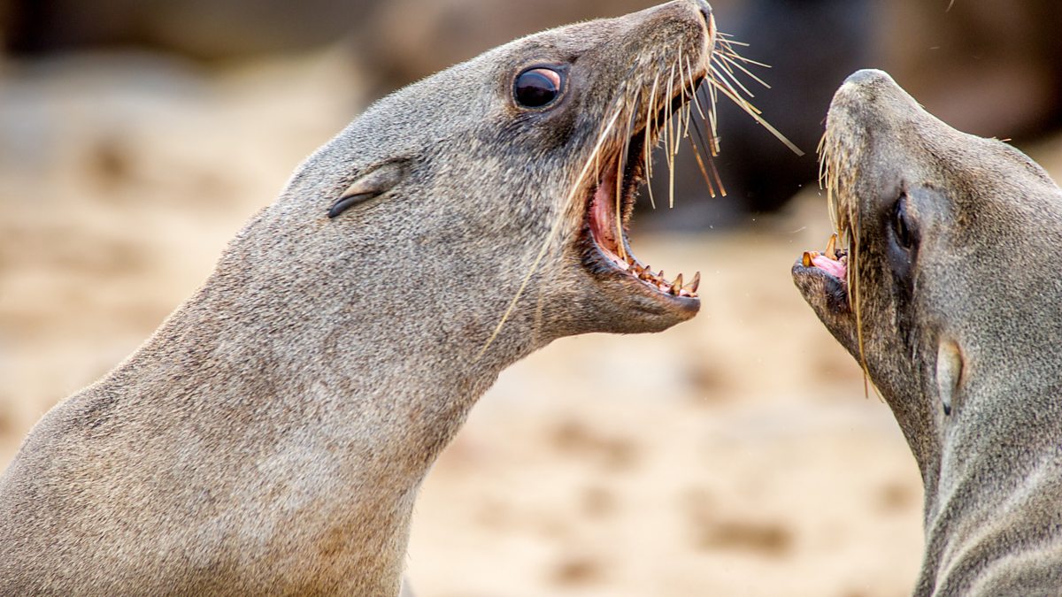 BBC World Service - Science In Action, The spread of rabies into Cape ...