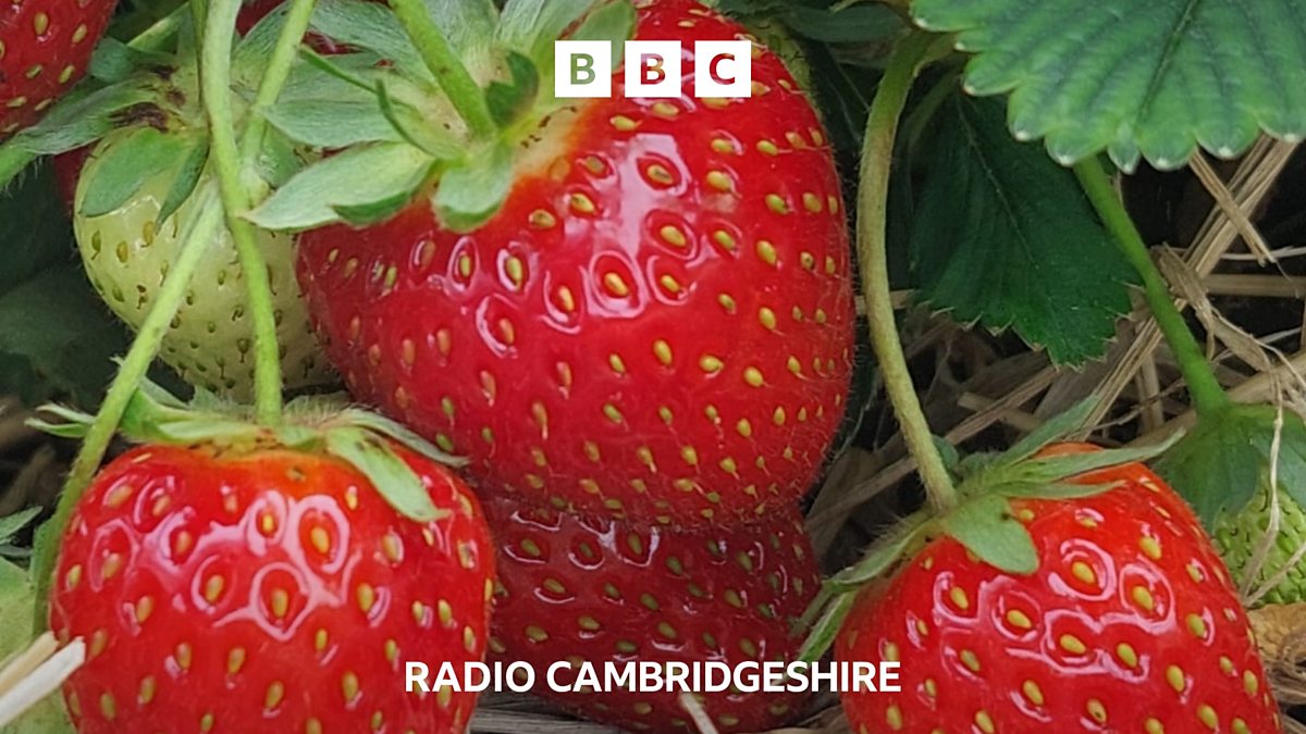 BBC Radio Cambridgeshire - BBC Radio Cambridgeshire, A plum year for ...
