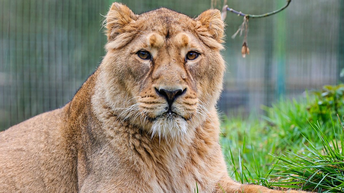 One Zoo Three - Series 5: 6. Perfect Dens - BBC iPlayer