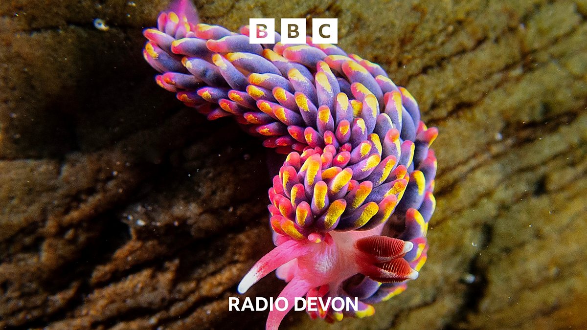 BBC Radio Devon - BBC Radio Devon, Extraordinary discovery in Devon ...