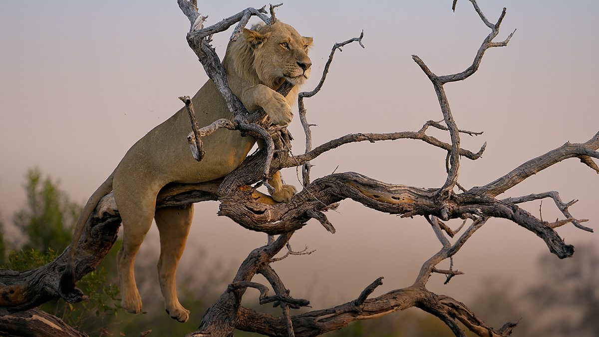 BBC Two - Big Cats 24/7 - Meet the cats