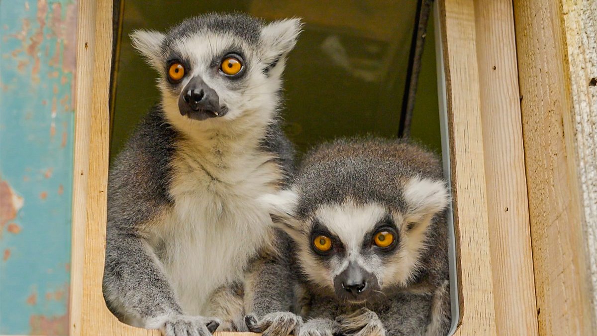 One Zoo Three - Series 5: 5. Power Players - BBC iPlayer