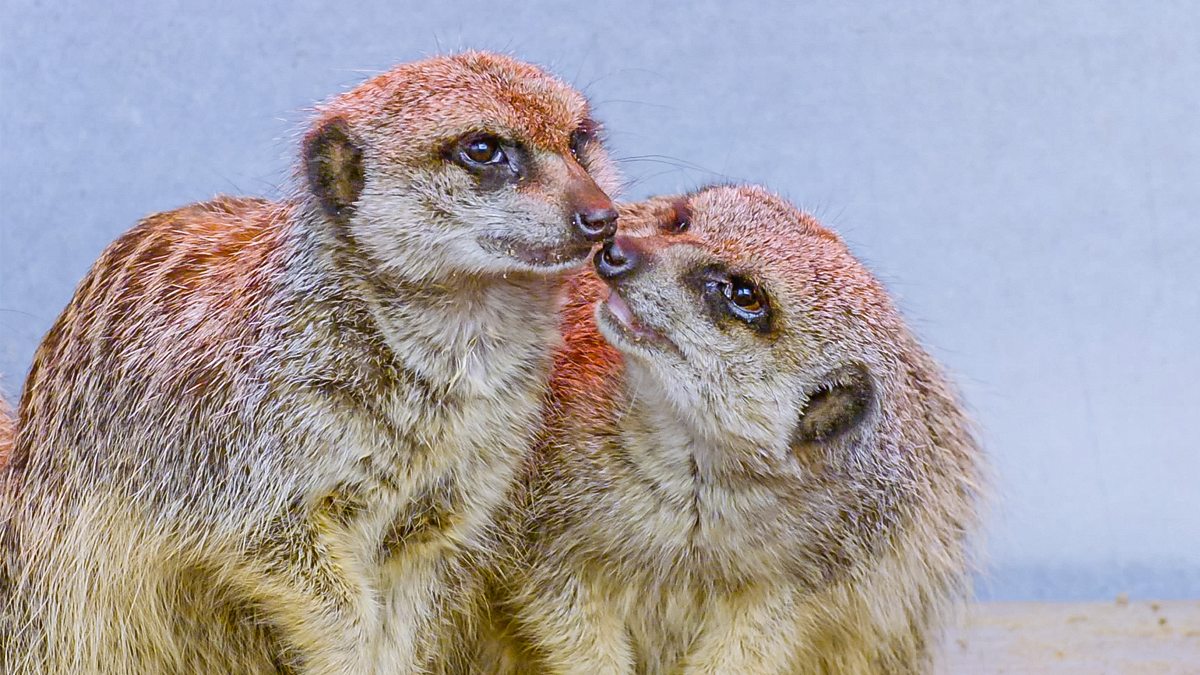 One Zoo Three - Series 5: 9. Squeaky Clean - Signed - BBC iPlayer