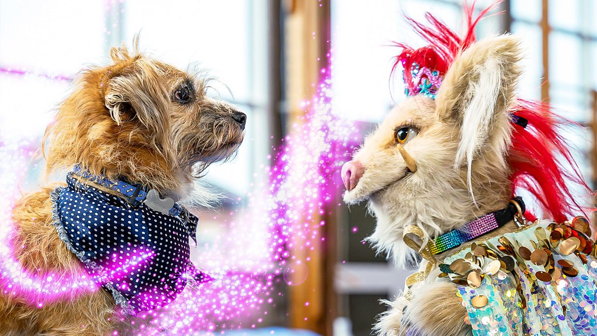 Pickle Storm - Series 1: 9. Dog Show - Audio Described - BBC iPlayer