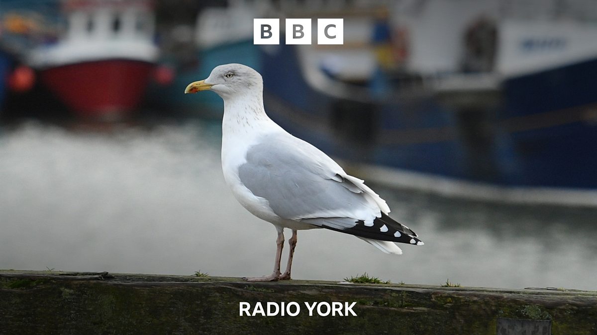 BBC Radio York - BBC Radio York, Don't feed Scarborough's seagulls ...