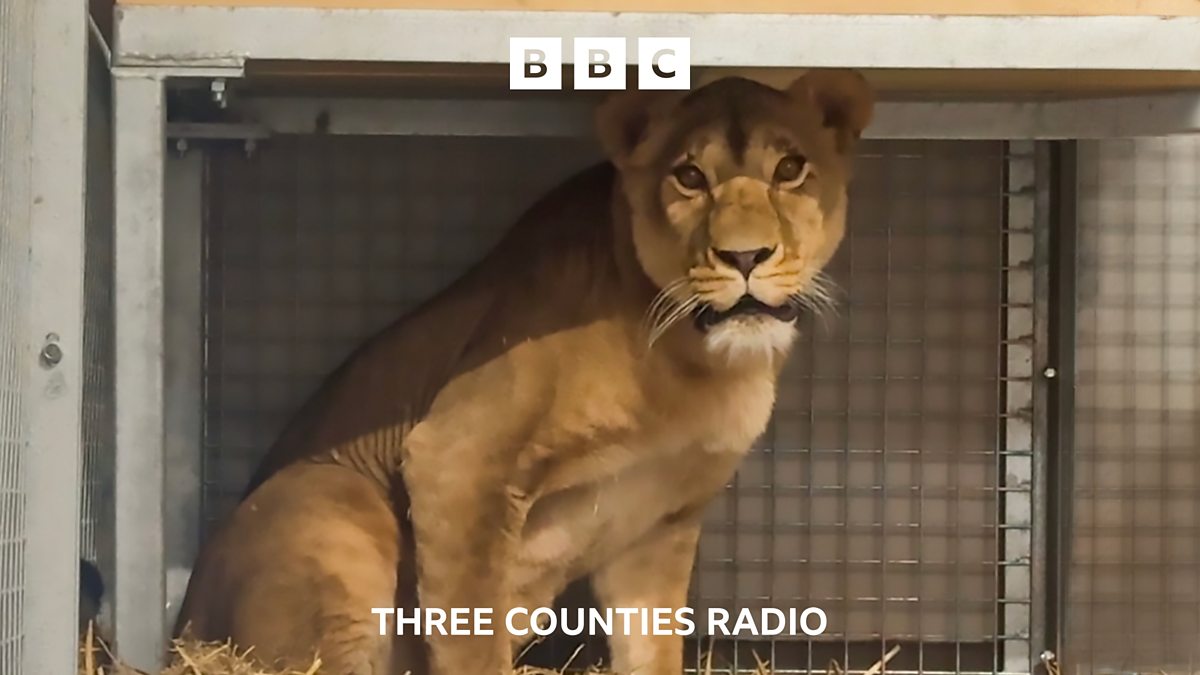 BBC Three Counties Radio - BBC Three Counties Radio, Yuna the lion ...