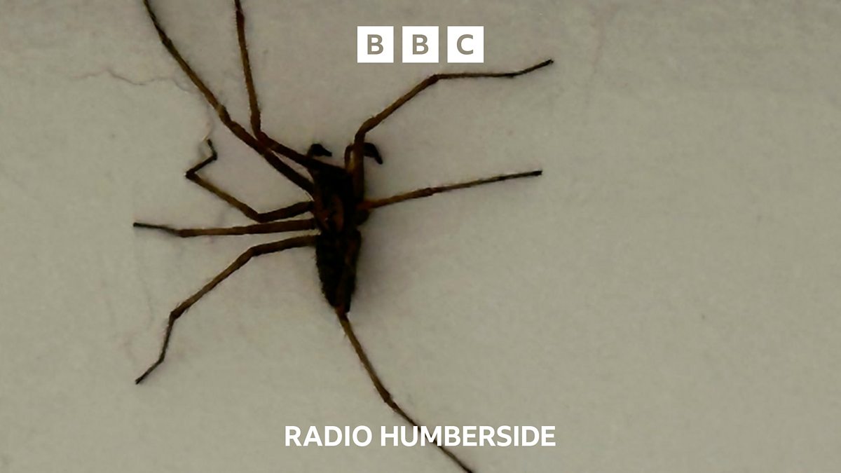 BBC Radio Humberside - BBC Radio Humberside, Spider season has come ...