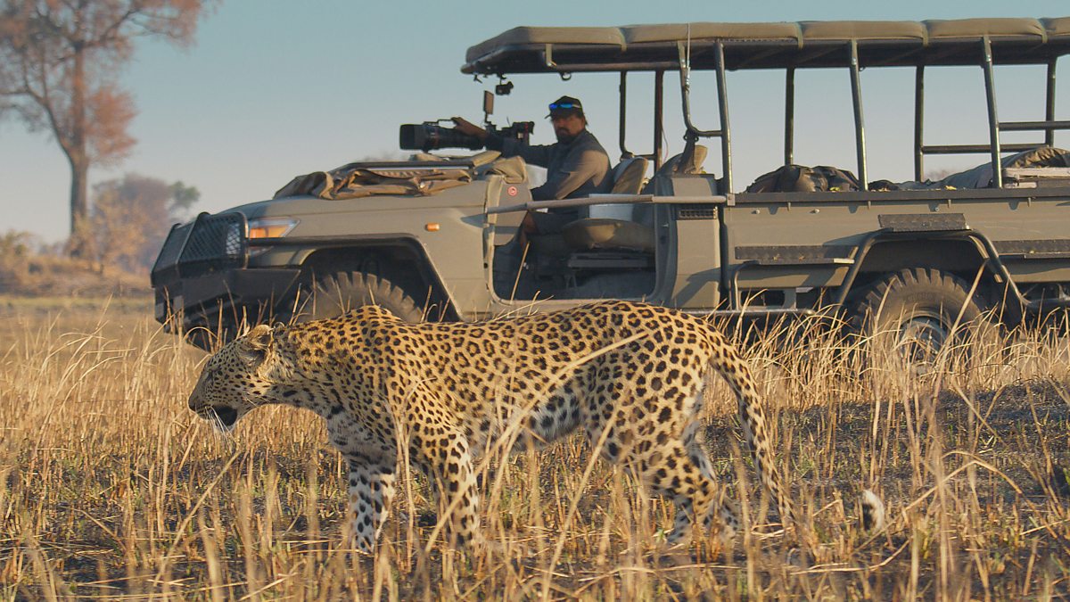 Big Cats 24/7 - Series 1: Episode 2 - Signed - BBC iPlayer