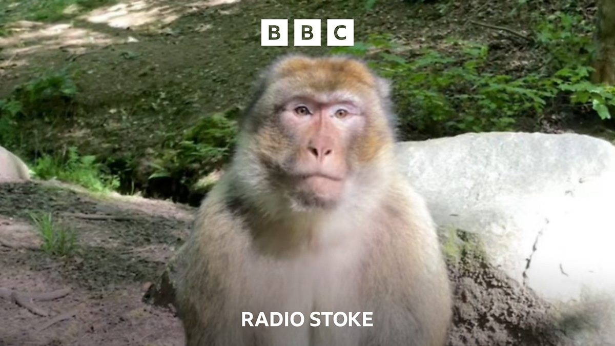 BBC Radio Stoke - BBC Radio Stoke, 'Too many' monkeys at Trentham ...