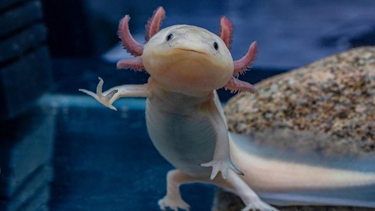 BBC World Service - CrowdScience, Can my body regenerate?, How does the ...