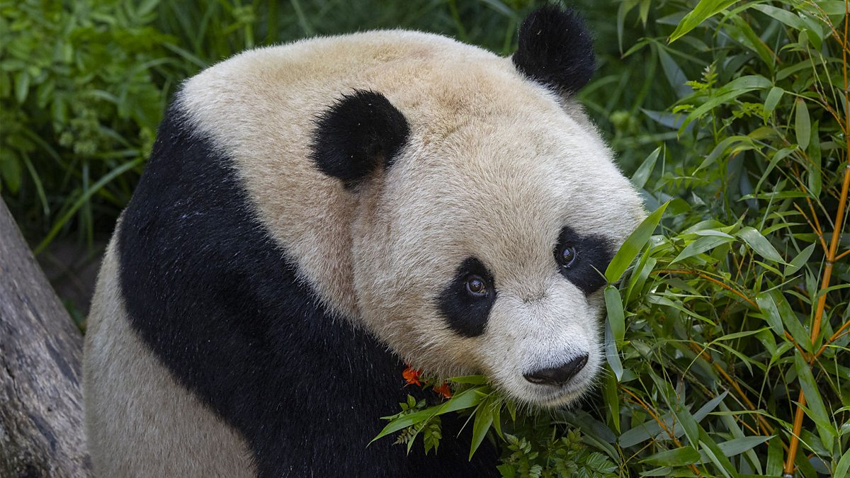 BBC World Service - Happy News, The Happy Pod: Panda pair bring joy to ...