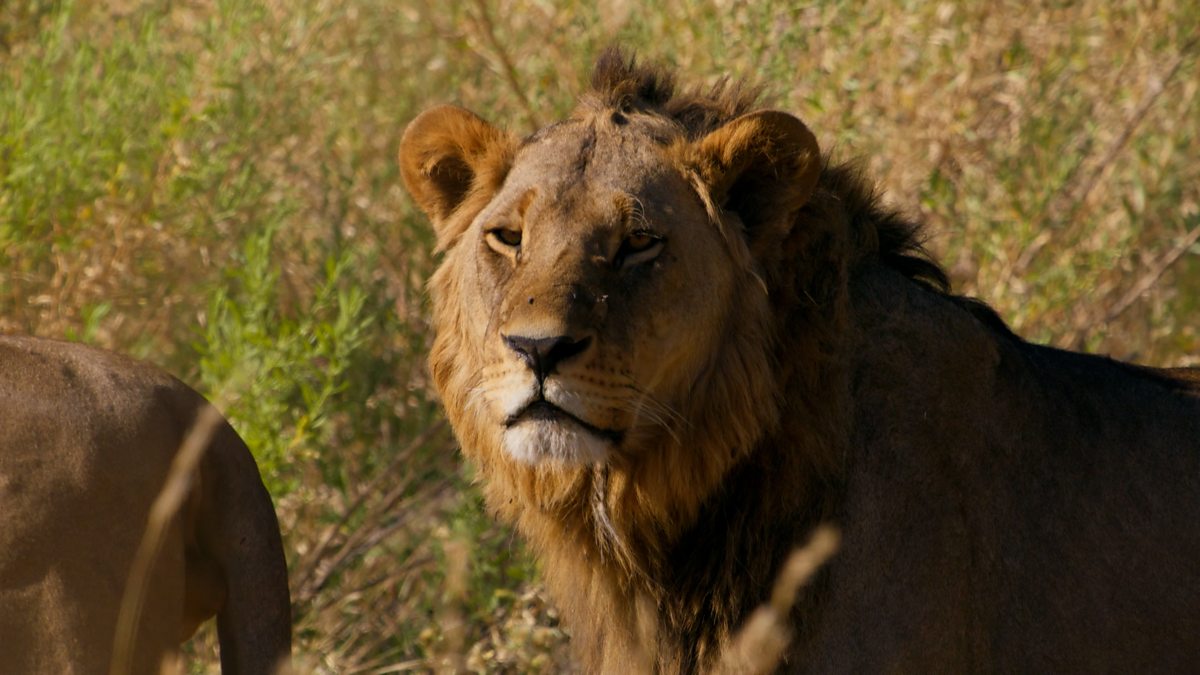 BBC Two - Big Cats 24/7, Series 1, Episode 3, Invading male lions ...