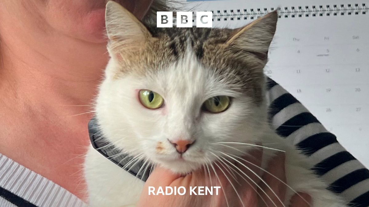 BBC Radio Kent - BBC Radio Kent, 'I wish she was a normal cat'