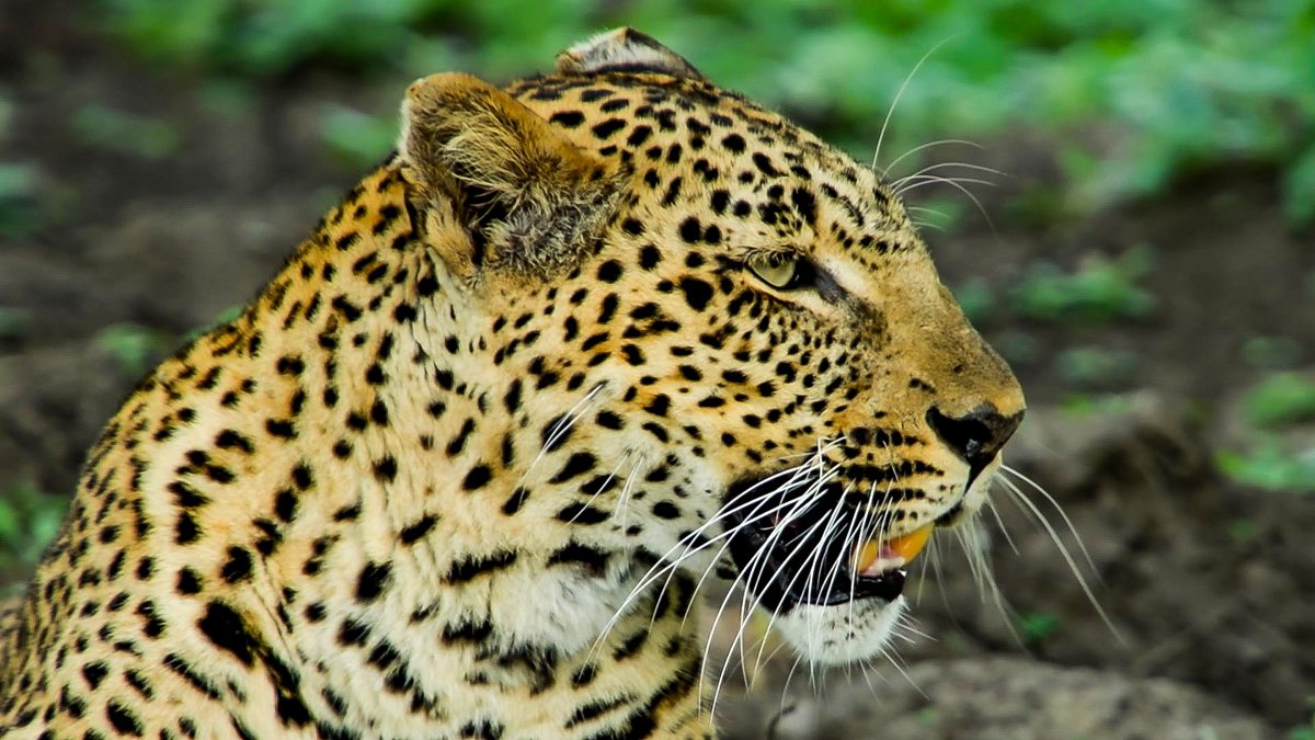 Deadly 60 - Series 5: 2. Big Cat Special - BBC iPlayer