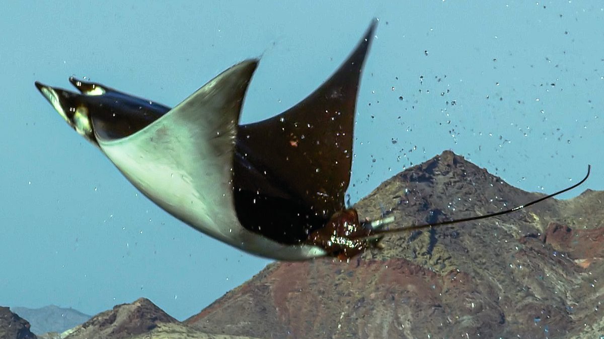 Deadly 60 - Series 5: 11. Mexico Mayhem - BBC iPlayer