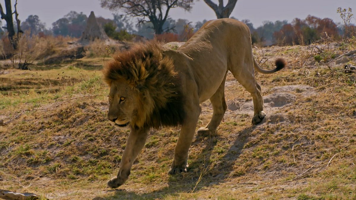 BBC Two - Big Cats 24/7, Series 1, Episode 3, The male lions lick their ...