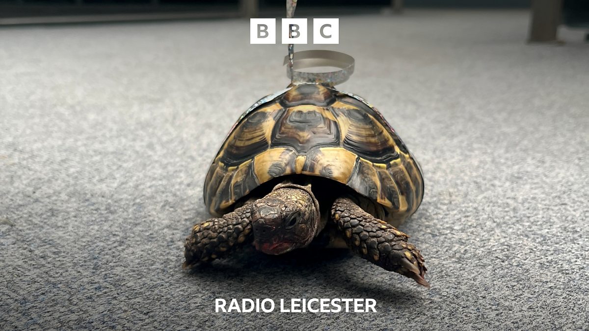 BBC Radio Leicester - BBC Radio Leicester, Meet Billy the therapy tortoise