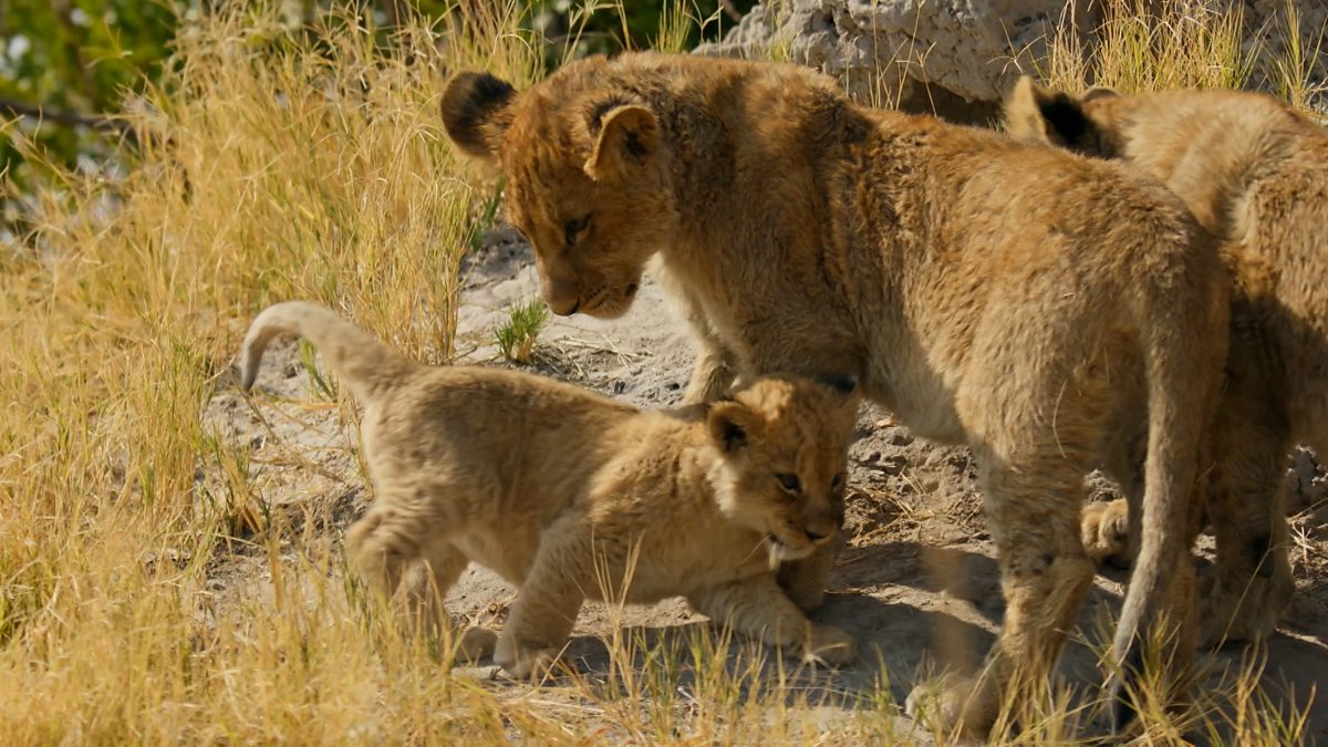 BBC Two - Big Cats 24/7, Series 1, Episode 5, Mathata plays rough with ...